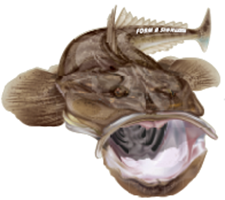 Flathead Decals – Form A Sign