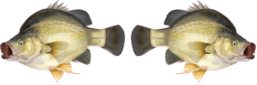Yellowbelly - Golden Perch Decals – Form A Sign
